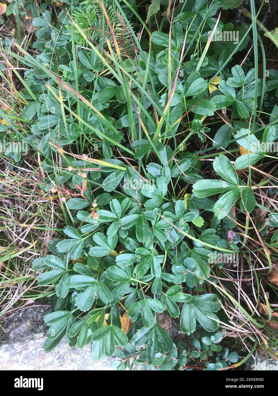 three-toothed cinquefoil (Sibbaldiopsis tridentata) Plantae Stock Photo ...