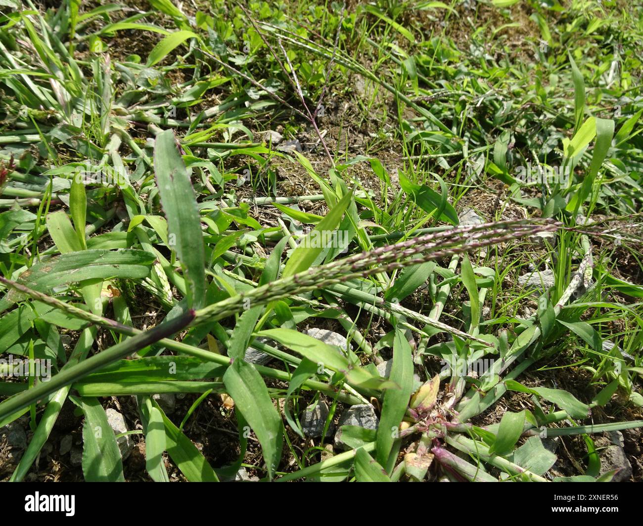 Hairy Crabgrass (Digitaria sanguinalis) Plantae Stock Photo - Alamy