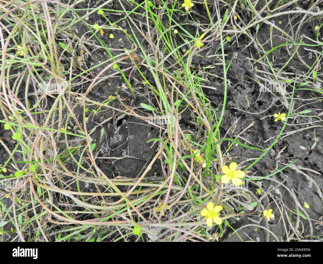 Lesser Spearwort (Ranunculus flammula) Plantae Stock Photo - Alamy