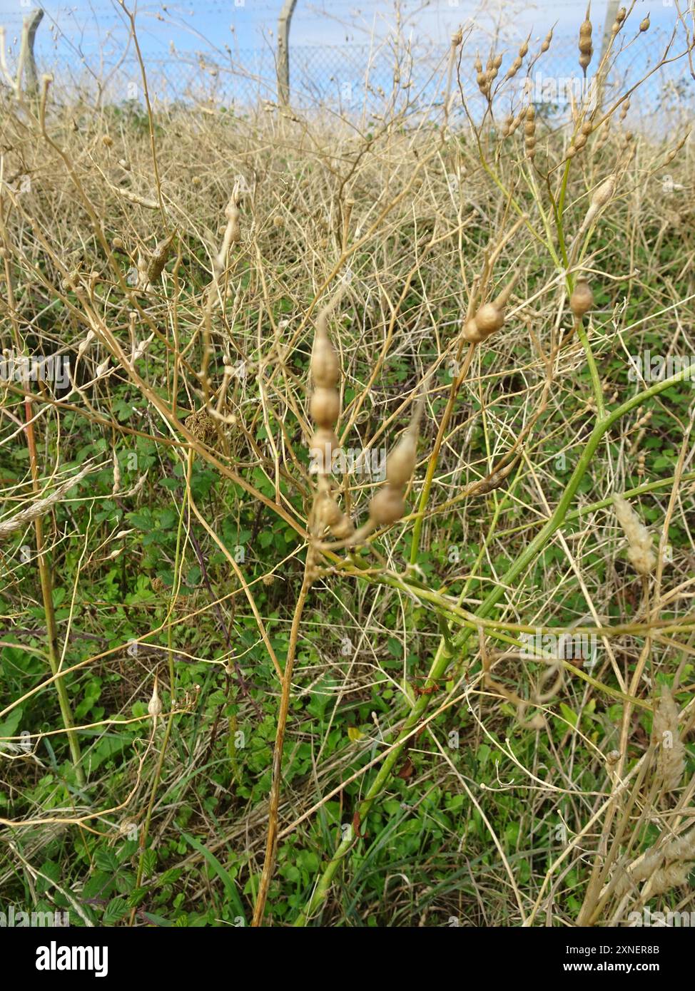 Mediterranean Radish (Raphanus raphanistrum landra) Plantae Stock Photo ...