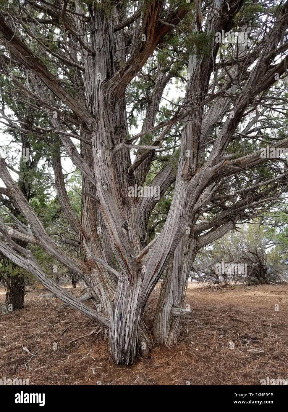 Utah Juniper (Juniperus osteosperma) Plantae Stock Photo - Alamy