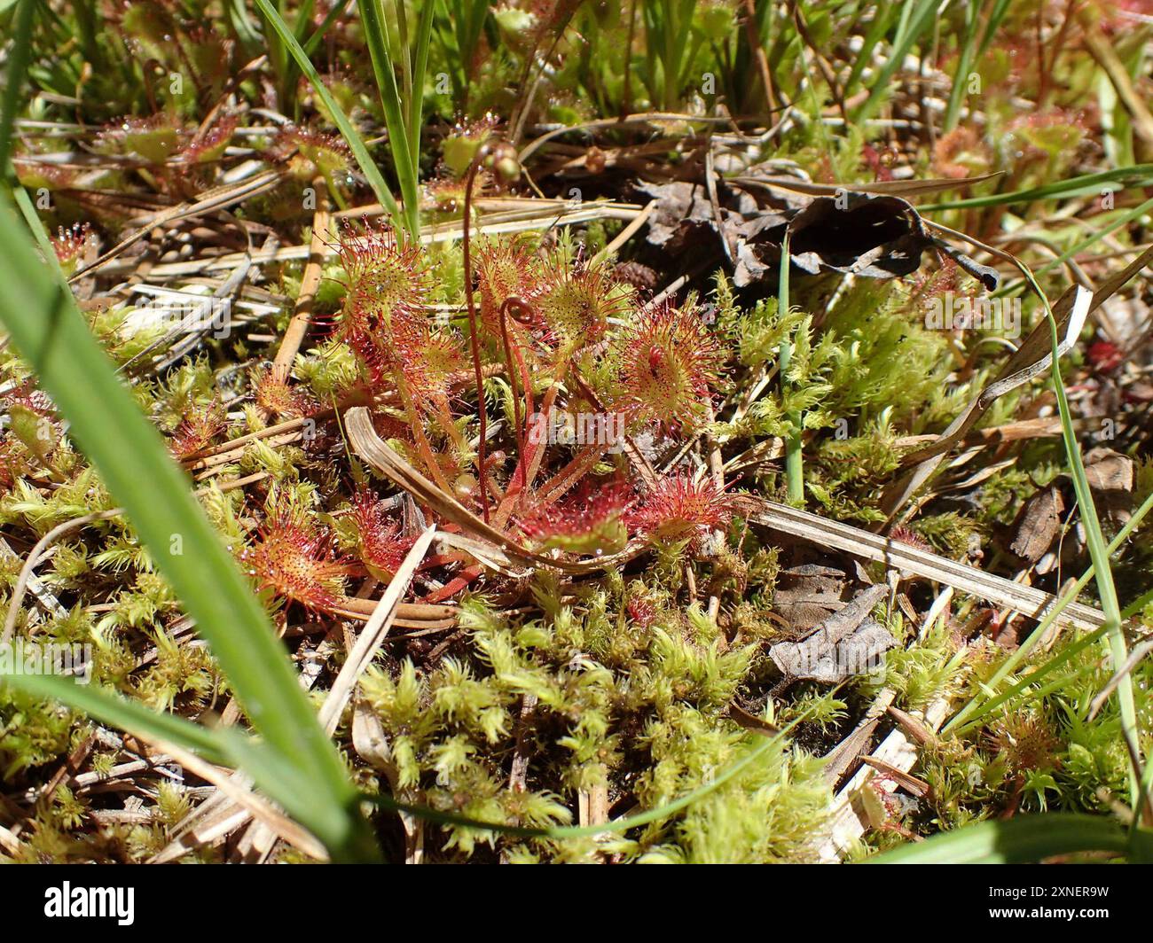 round-leaved sundew (Drosera rotundifolia) Plantae Stock Photo - Alamy