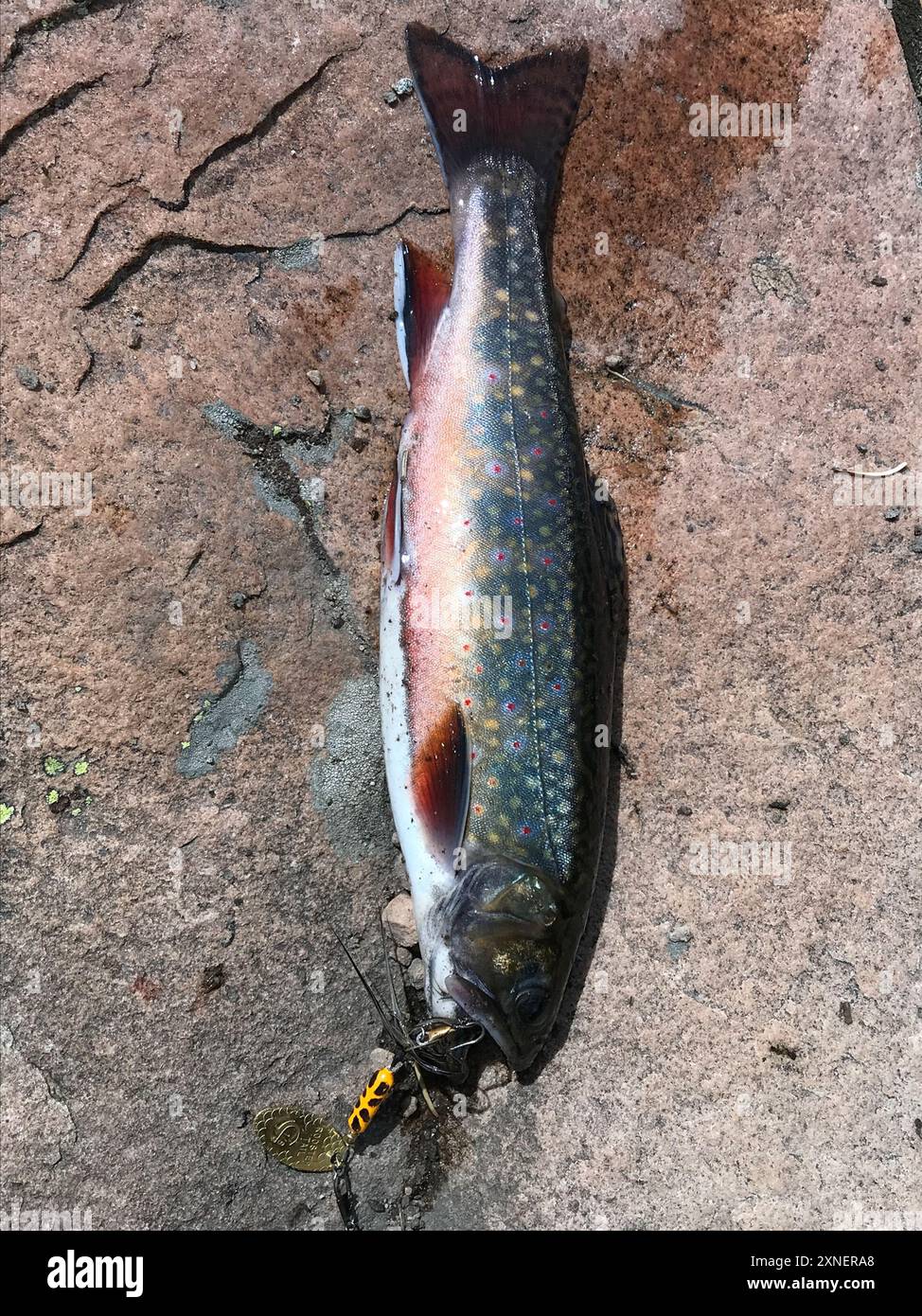 Brook Trout (Salvelinus fontinalis) Actinopterygii Stock Photo - Alamy