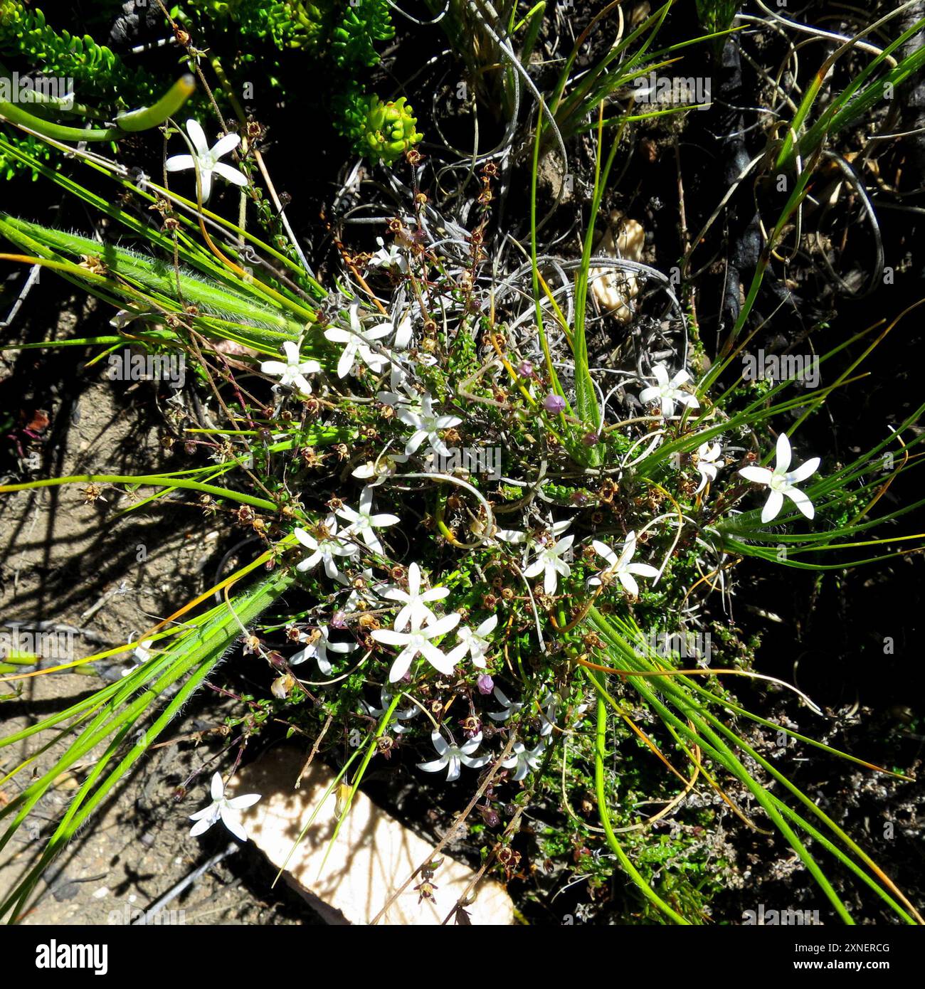 bellflower family (Campanulaceae) Plantae Stock Photo - Alamy