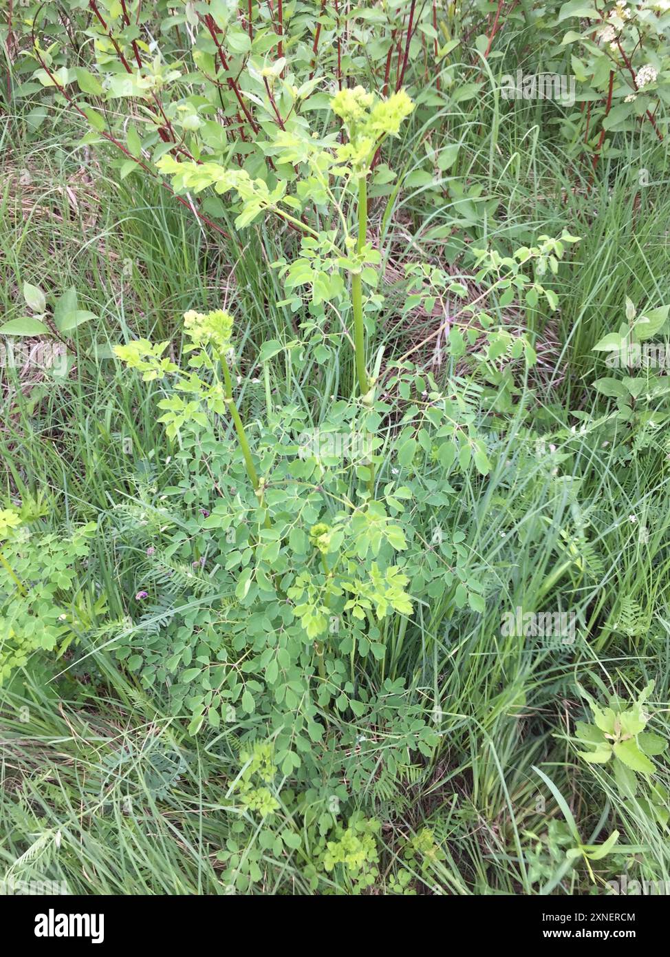 tall meadow-rue (Thalictrum pubescens) Plantae Stock Photo - Alamy