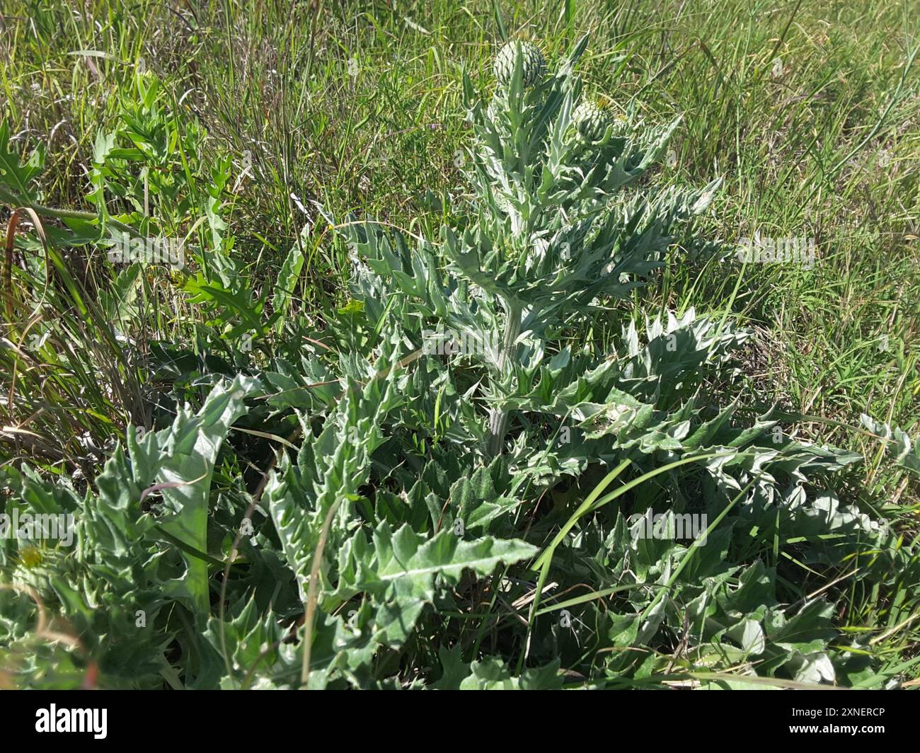 wavyleaf thistle (Cirsium undulatum) Plantae Stock Photo - Alamy