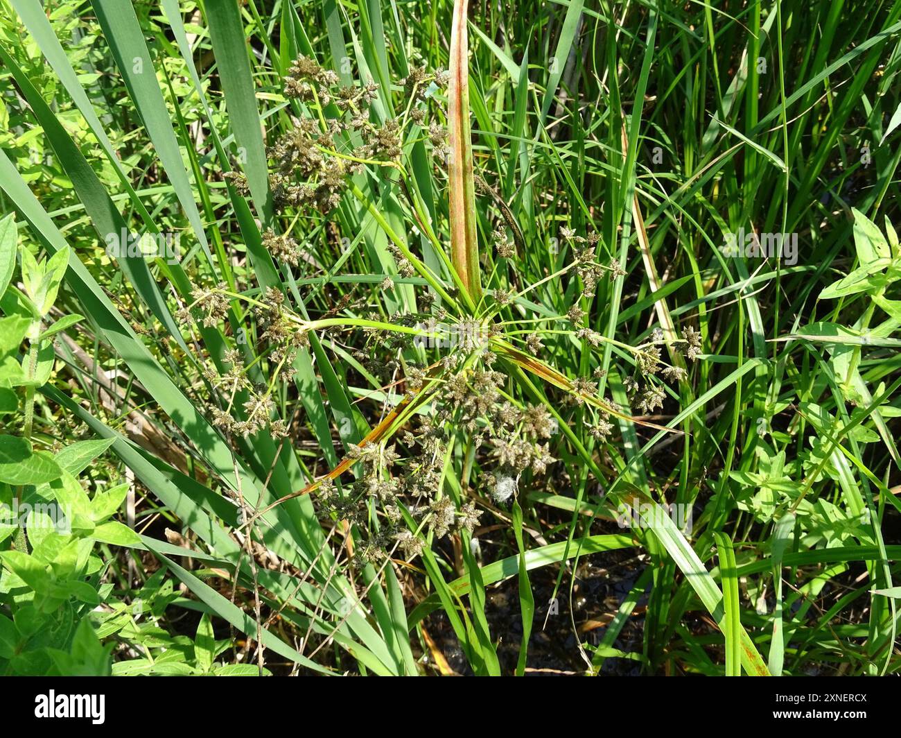 Panicled Bulrush (Scirpus microcarpus) Plantae Stock Photo - Alamy
