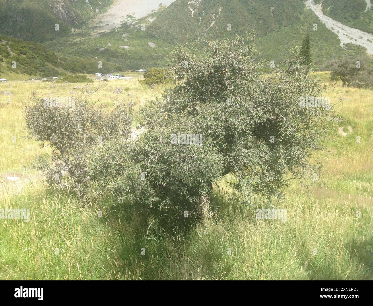 Matagouri (Discaria toumatou) Plantae Stock Photo - Alamy