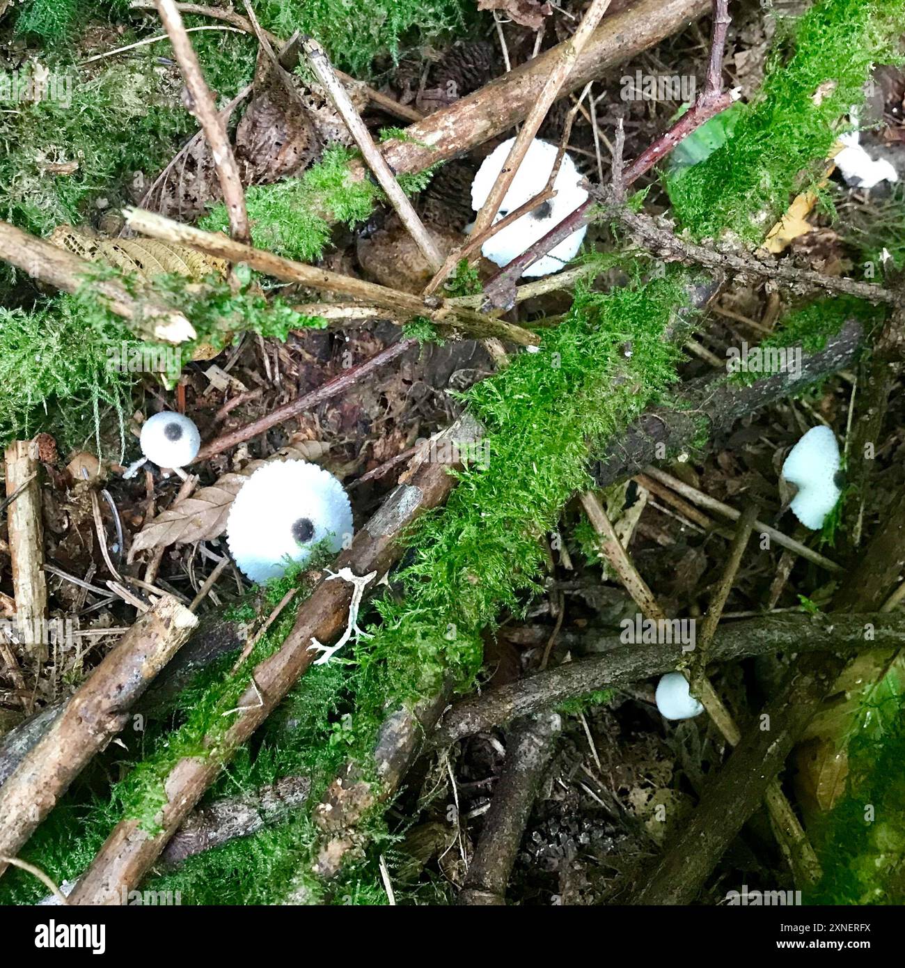 Skullcap Dapperling (Leucocoprinus brebissonii) Fungi Stock Photo - Alamy