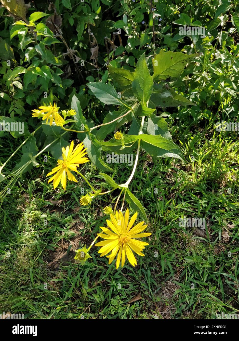 cup plant (Silphium perfoliatum) Plantae Stock Photo - Alamy