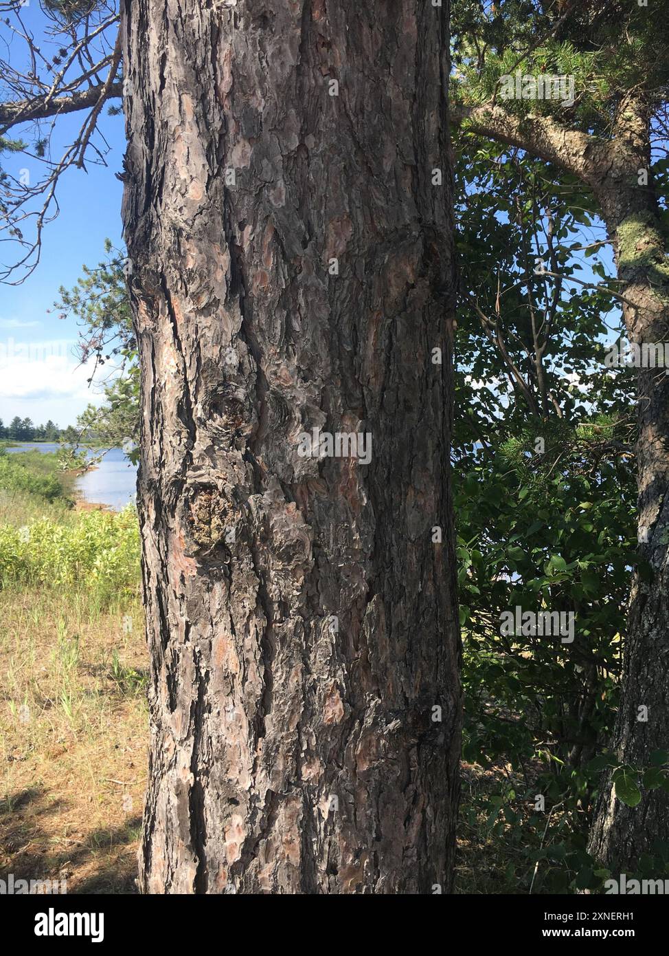 red pine (Pinus resinosa) Plantae Stock Photo - Alamy
