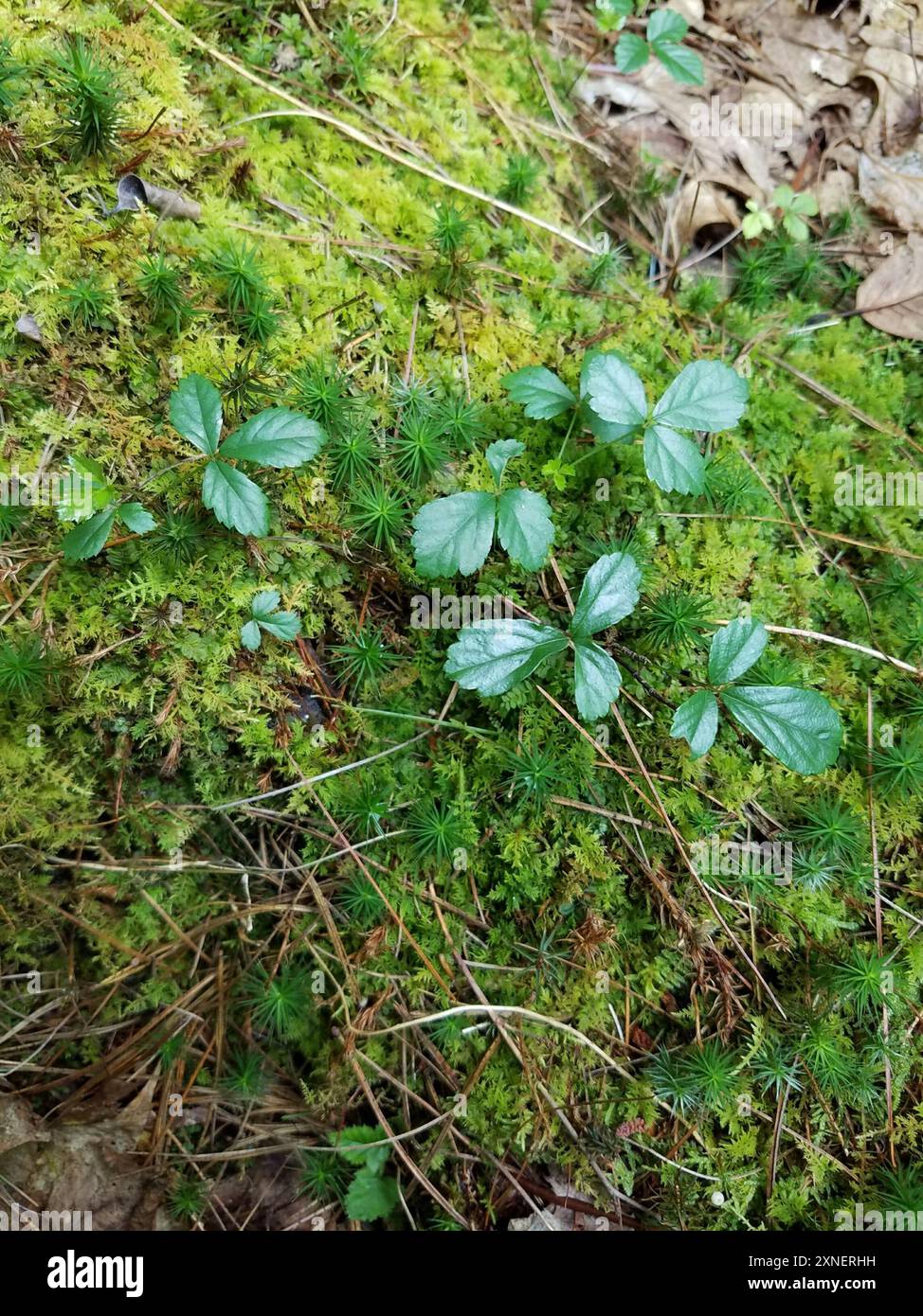 swamp dewberry (Rubus hispidus) Plantae Stock Photo - Alamy