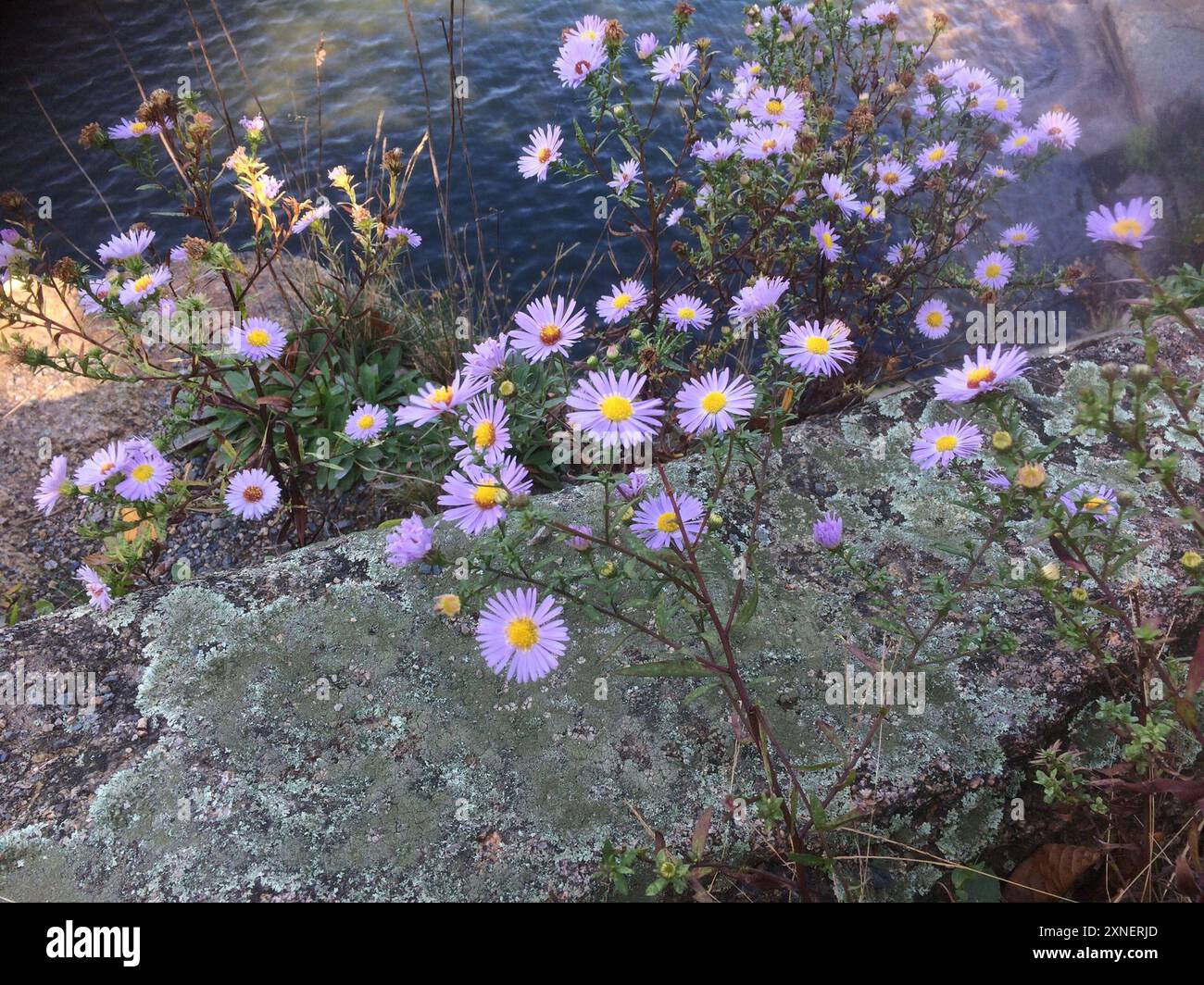 New York aster (Symphyotrichum novi-belgii) Plantae Stock Photo - Alamy