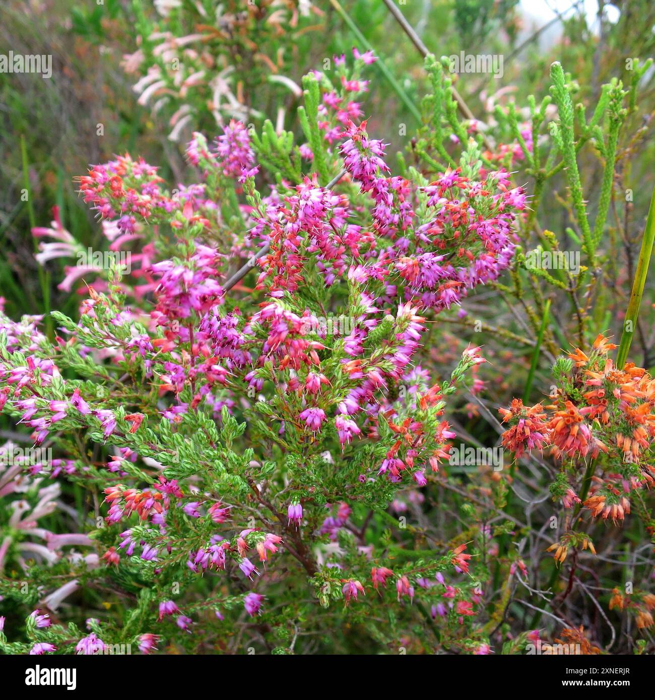 Langeberg Blerrie Heath (Erica longimontana) Plantae Stock Photo - Alamy