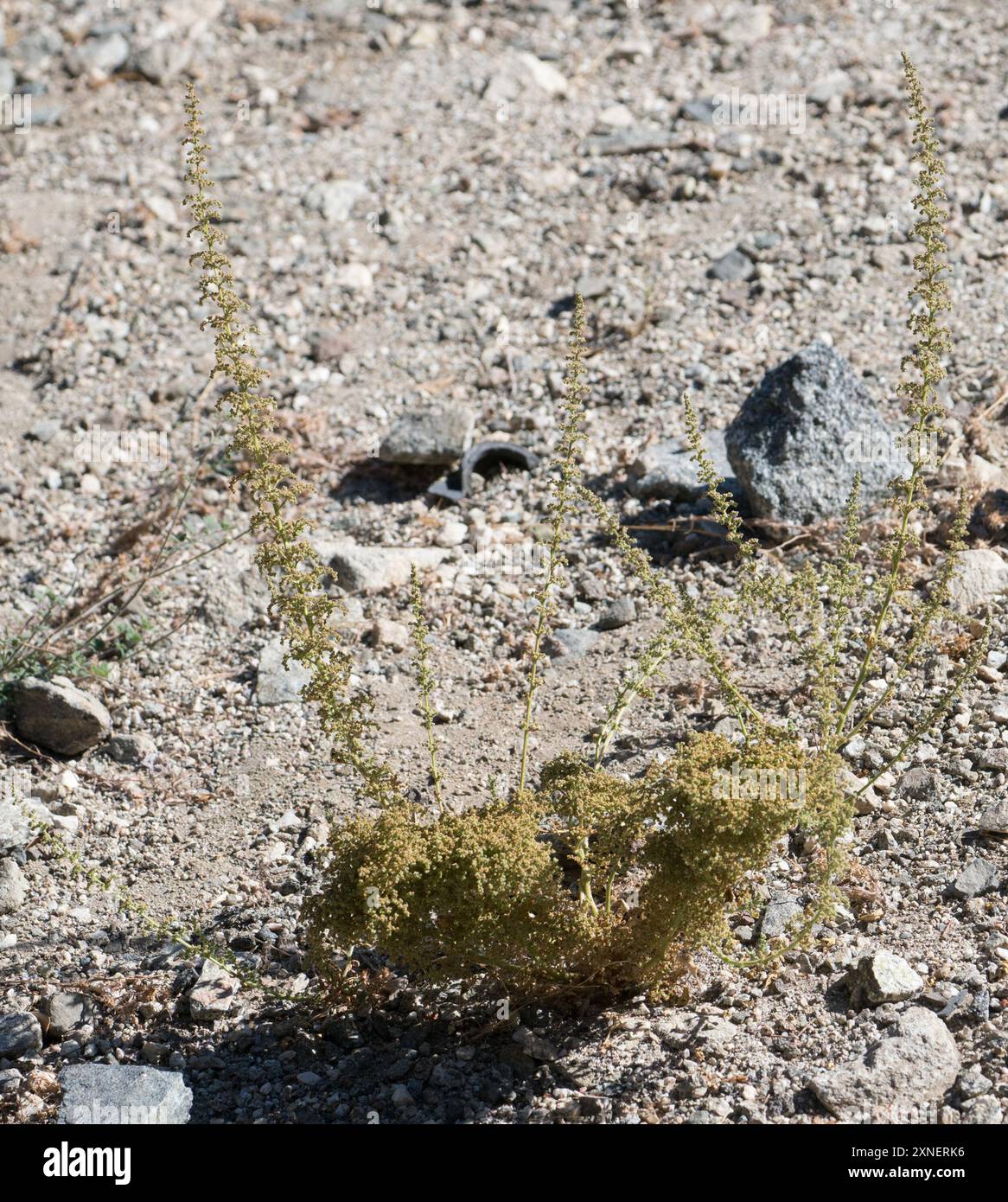 Jerusalem oak (Dysphania botrys) Plantae Stock Photo - Alamy