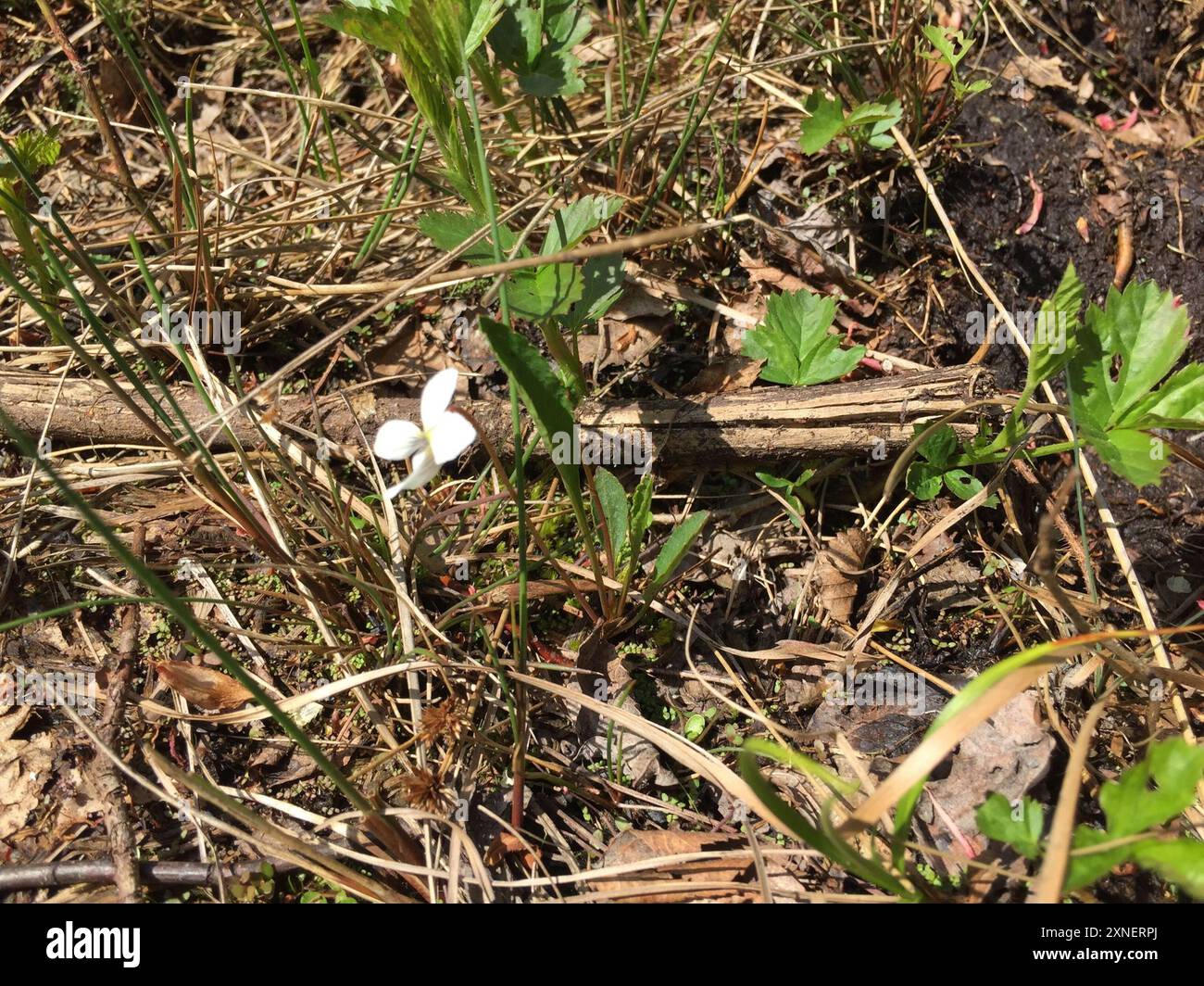 white bog violet (Viola lanceolata) Plantae Stock Photo - Alamy