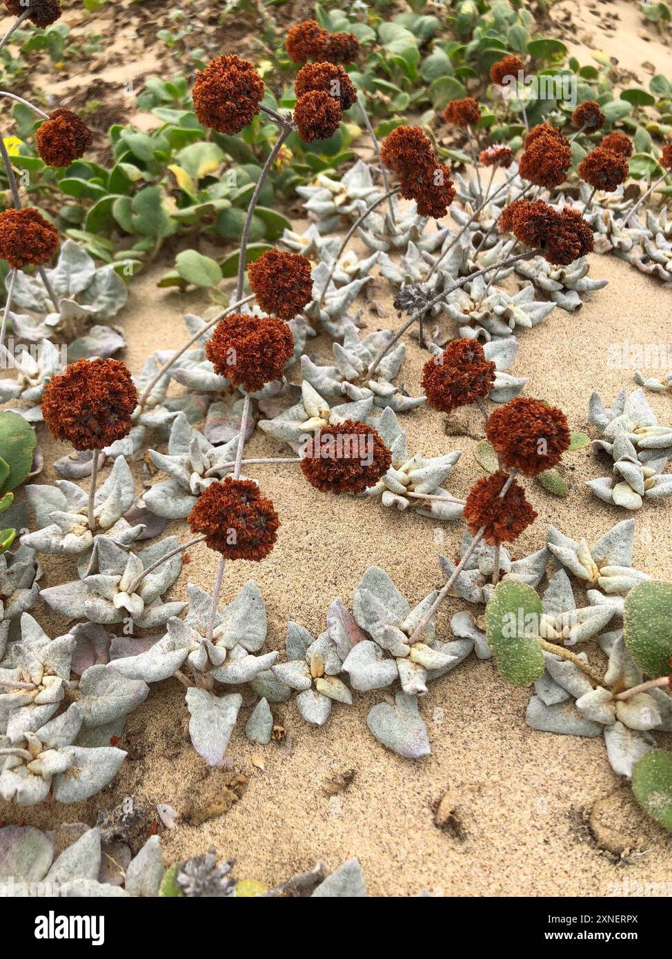Seaside Buckwheat (Eriogonum latifolium) Plantae Stock Photo - Alamy