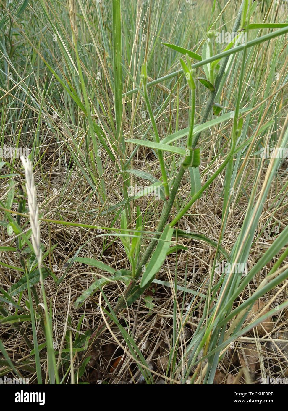 Hawkweed Oxtongue (Picris hieracioides) Plantae Stock Photo - Alamy