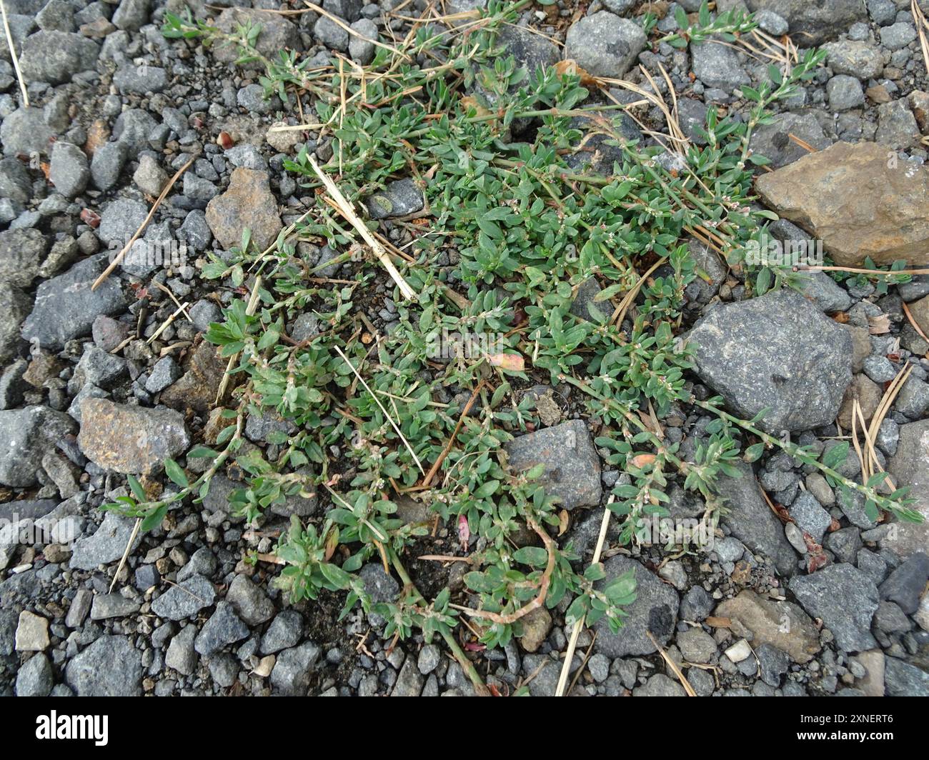 Oval Leaf Knotweed (Polygonum arenastrum) Plantae Stock Photo - Alamy