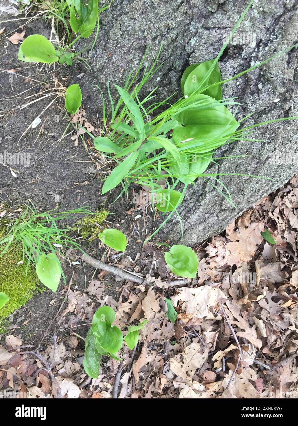 Canada mayflower (Maianthemum canadense) Plantae Stock Photo - Alamy