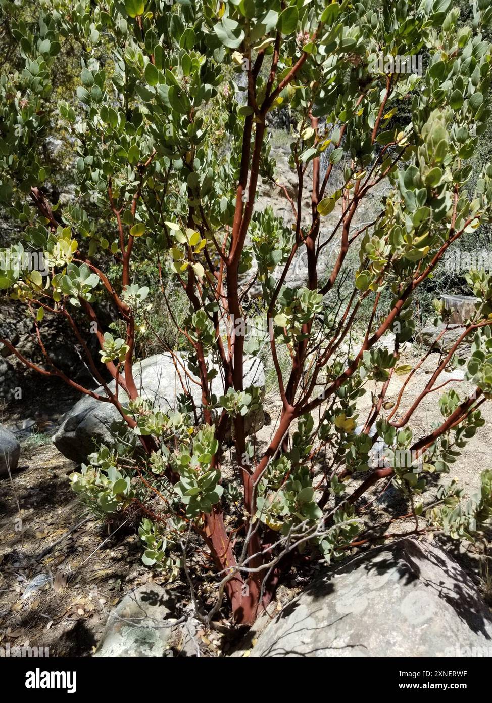 Pringle's manzanita (Arctostaphylos pringlei) Plantae Stock Photo - Alamy