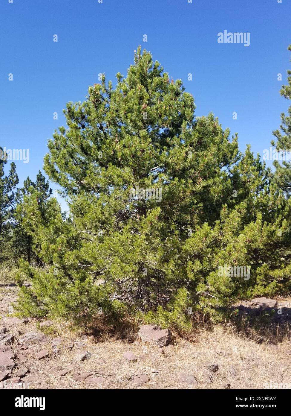Colorado Pinyon (Pinus edulis) Plantae Stock Photo - Alamy