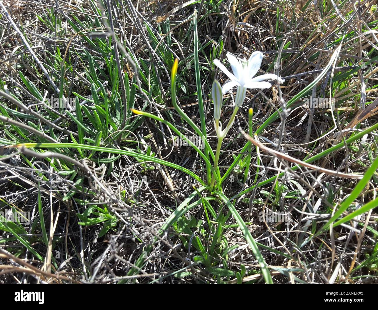 Funnel-Flower (Androstephium coeruleum) Plantae Stock Photo - Alamy