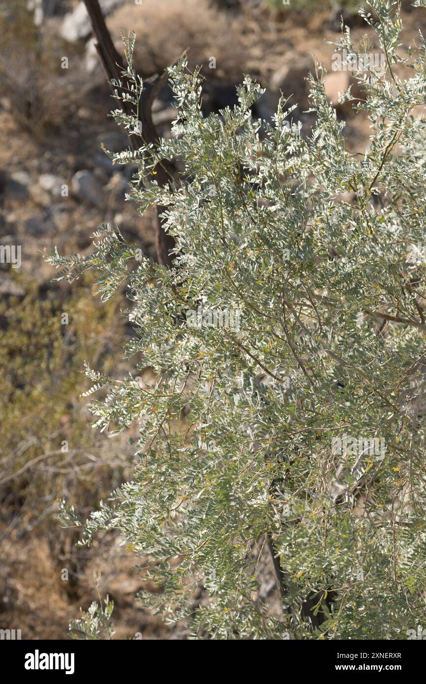 desert ironwood (Olneya tesota) Plantae Stock Photo - Alamy
