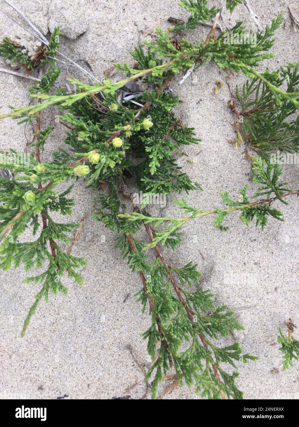 creeping juniper (Juniperus horizontalis) Plantae Stock Photo - Alamy
