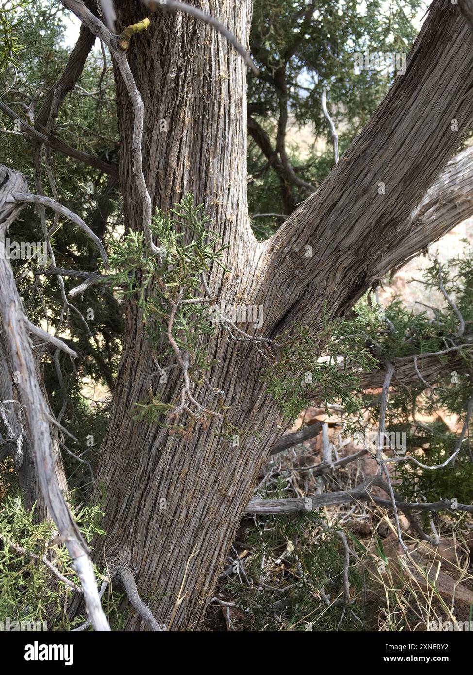 redberry juniper (Juniperus arizonica) Plantae Stock Photo - Alamy