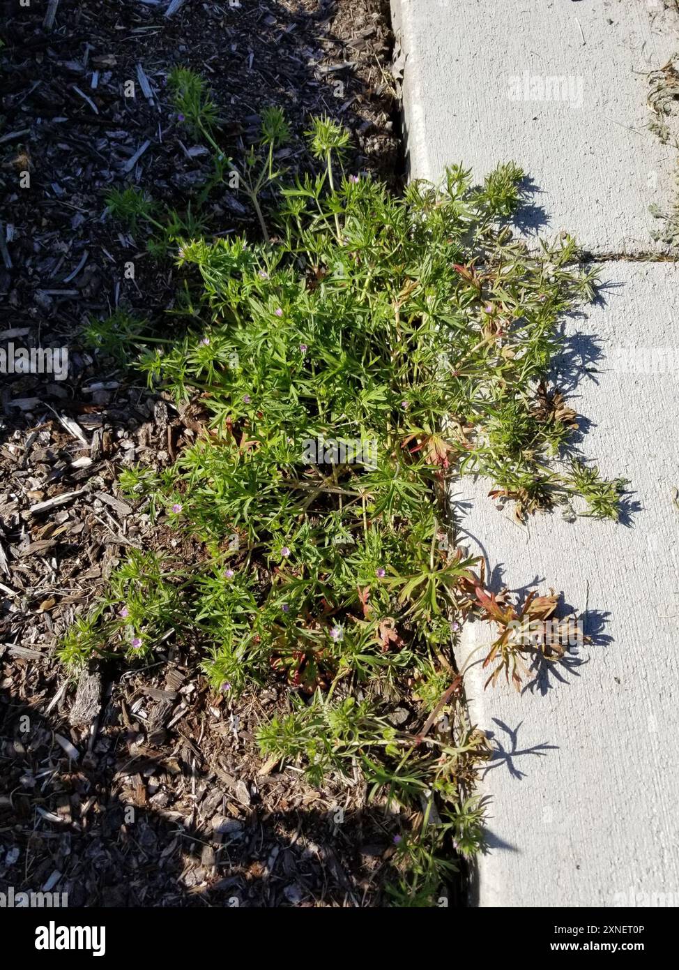 Cut-leaved crane's-bill (Geranium dissectum) Plantae Stock Photo - Alamy
