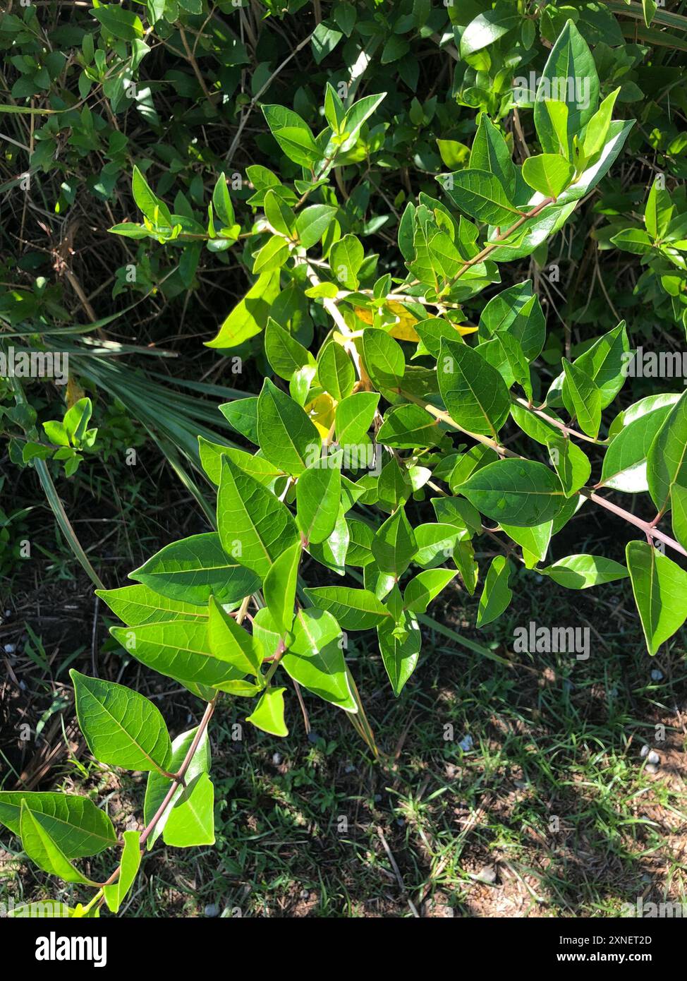 scrambling clerodendrum (Volkameria inermis) Plantae Stock Photo - Alamy