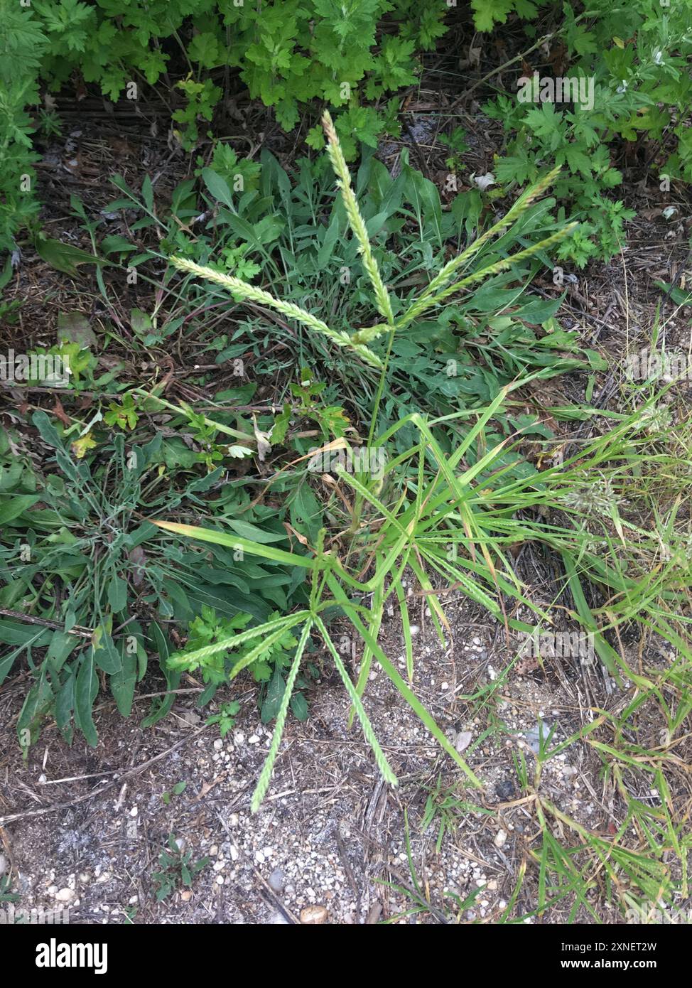 Goose Grass (Eleusine indica) Plantae Stock Photo - Alamy