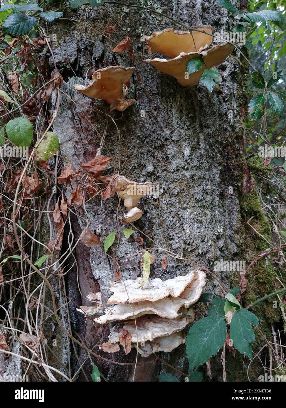 shelf fungi (Polyporales) Fungi Stock Photo - Alamy