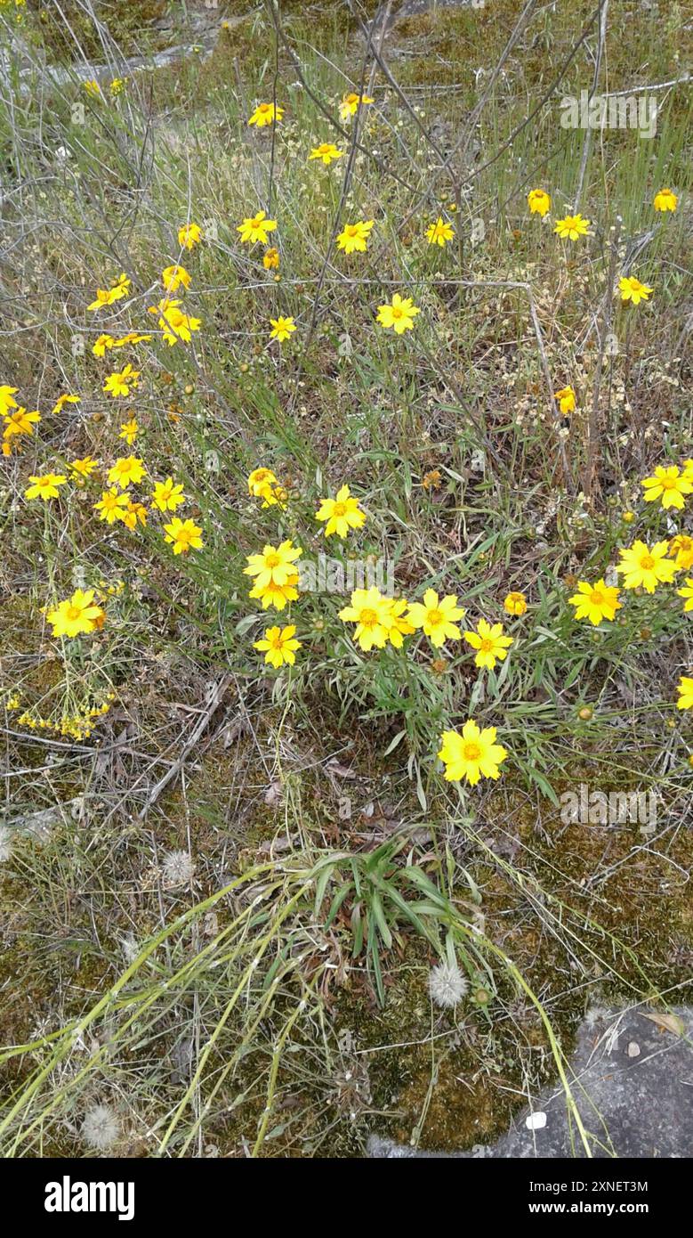 Lance-leaved Coreopsis (Coreopsis lanceolata) Plantae Stock Photo - Alamy