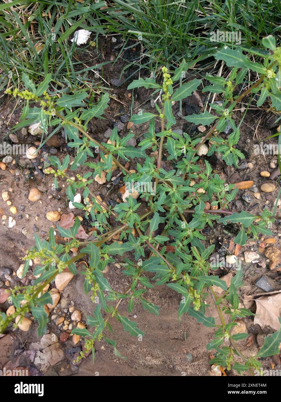 oak-leaved goosefoot (Oxybasis glauca) Plantae Stock Photo - Alamy