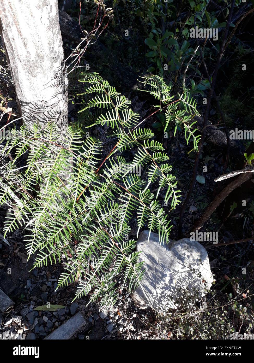 Austral Bracken (Pteridium esculentum) Plantae Stock Photo - Alamy