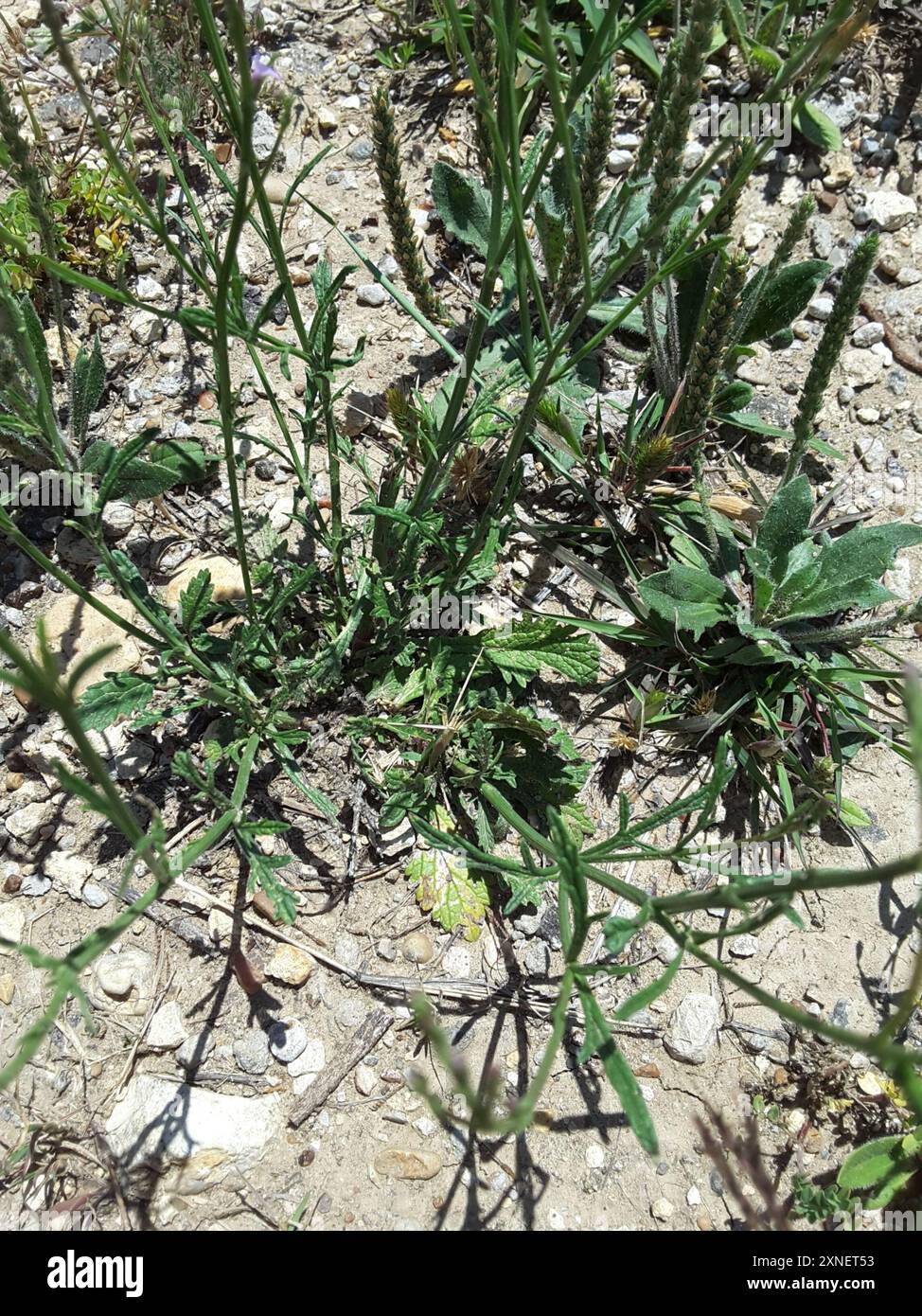 Texas vervain (Verbena halei) Plantae Stock Photo - Alamy