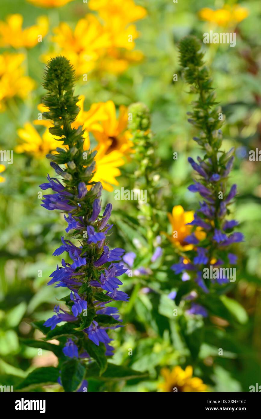 Blue Cardinal Flower (Lobelia siphilitica) with yellow background ...