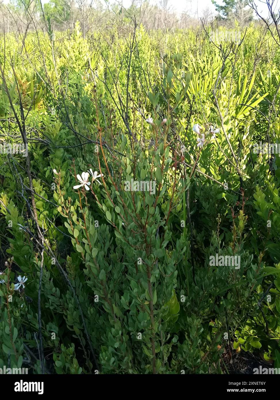 Tarflower (Bejaria racemosa) Plantae Stock Photo - Alamy