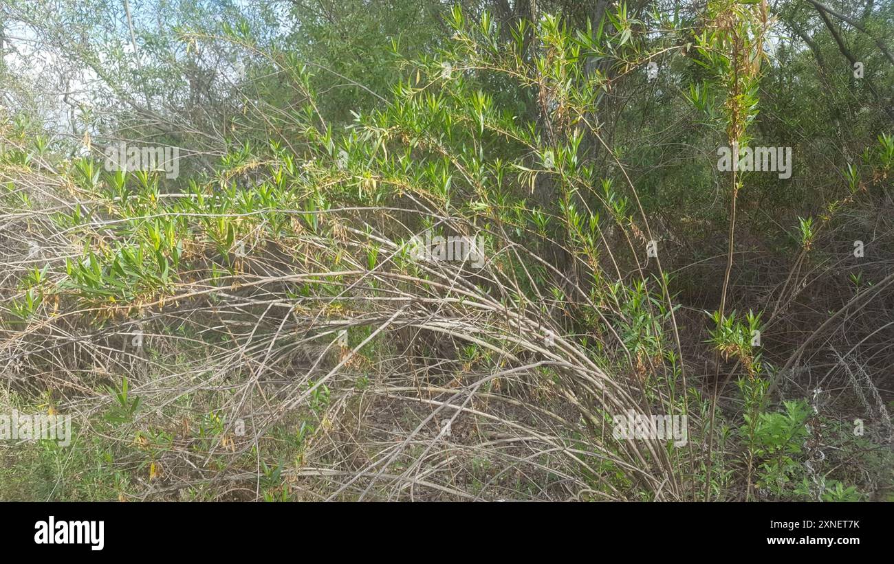 mule fat (Baccharis salicifolia) Plantae Stock Photo - Alamy