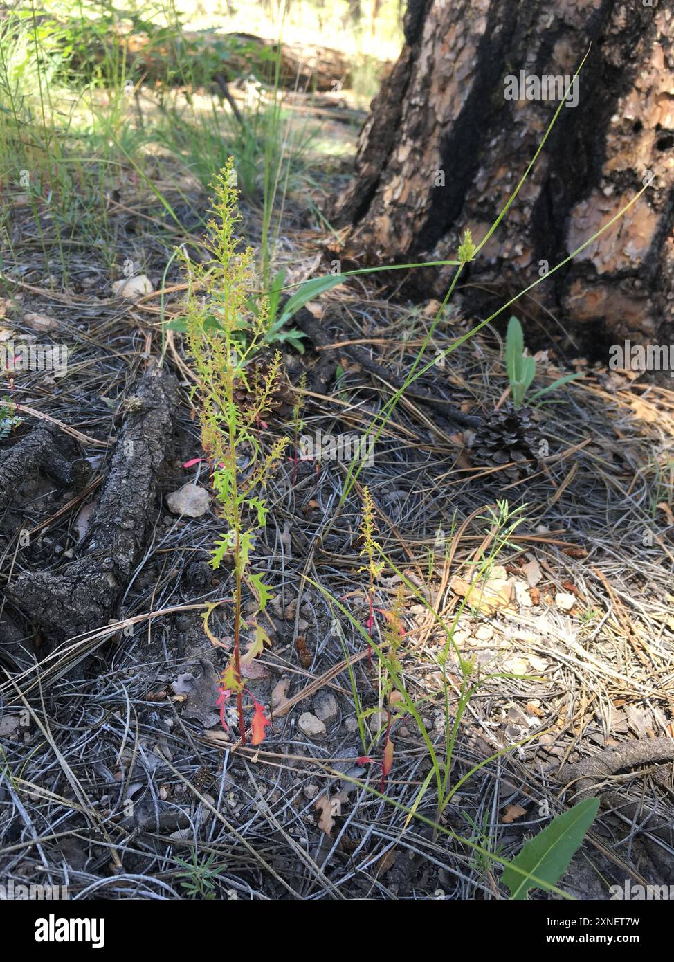 fetid goosefoot (Dysphania graveolens) Plantae Stock Photo - Alamy