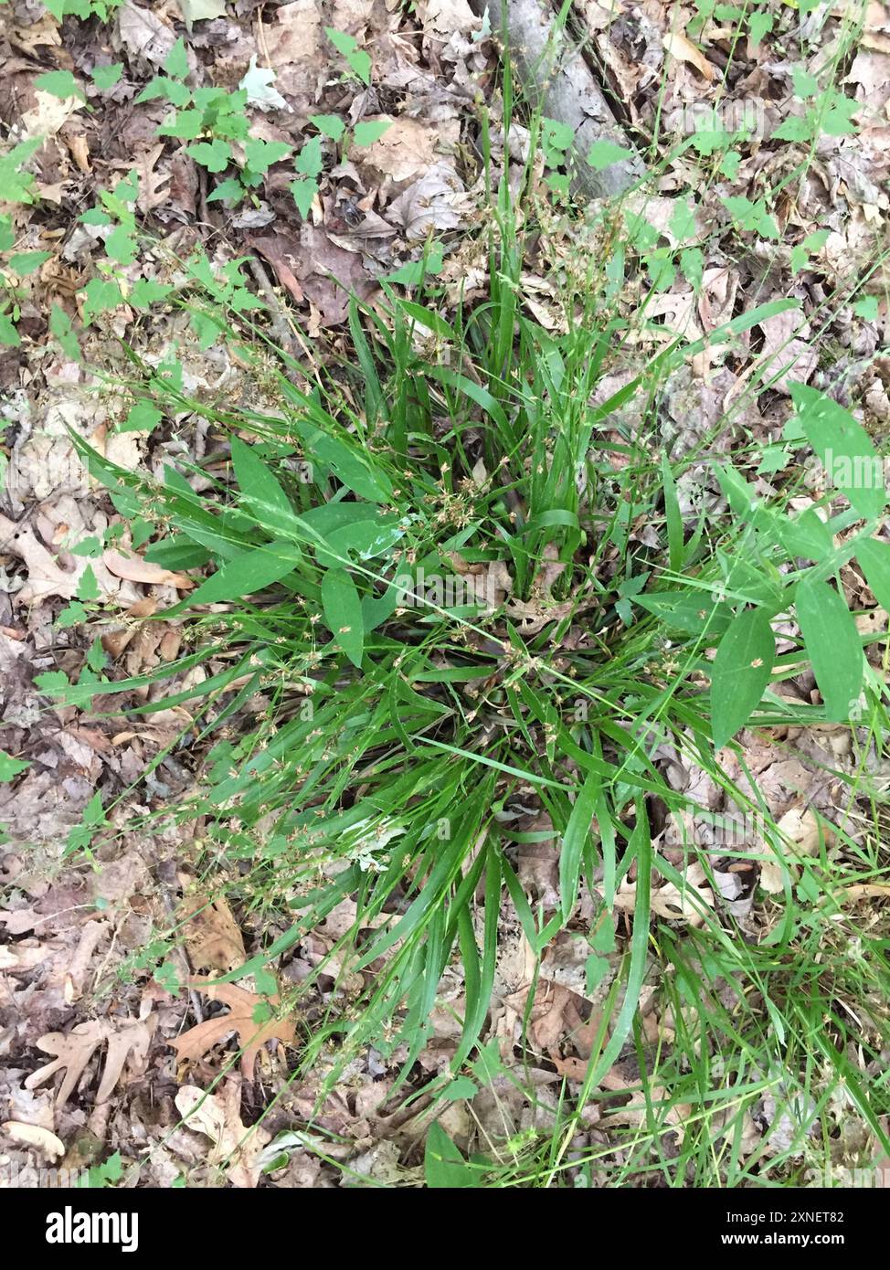 hairy woodrush (Luzula acuminata) Plantae Stock Photo - Alamy