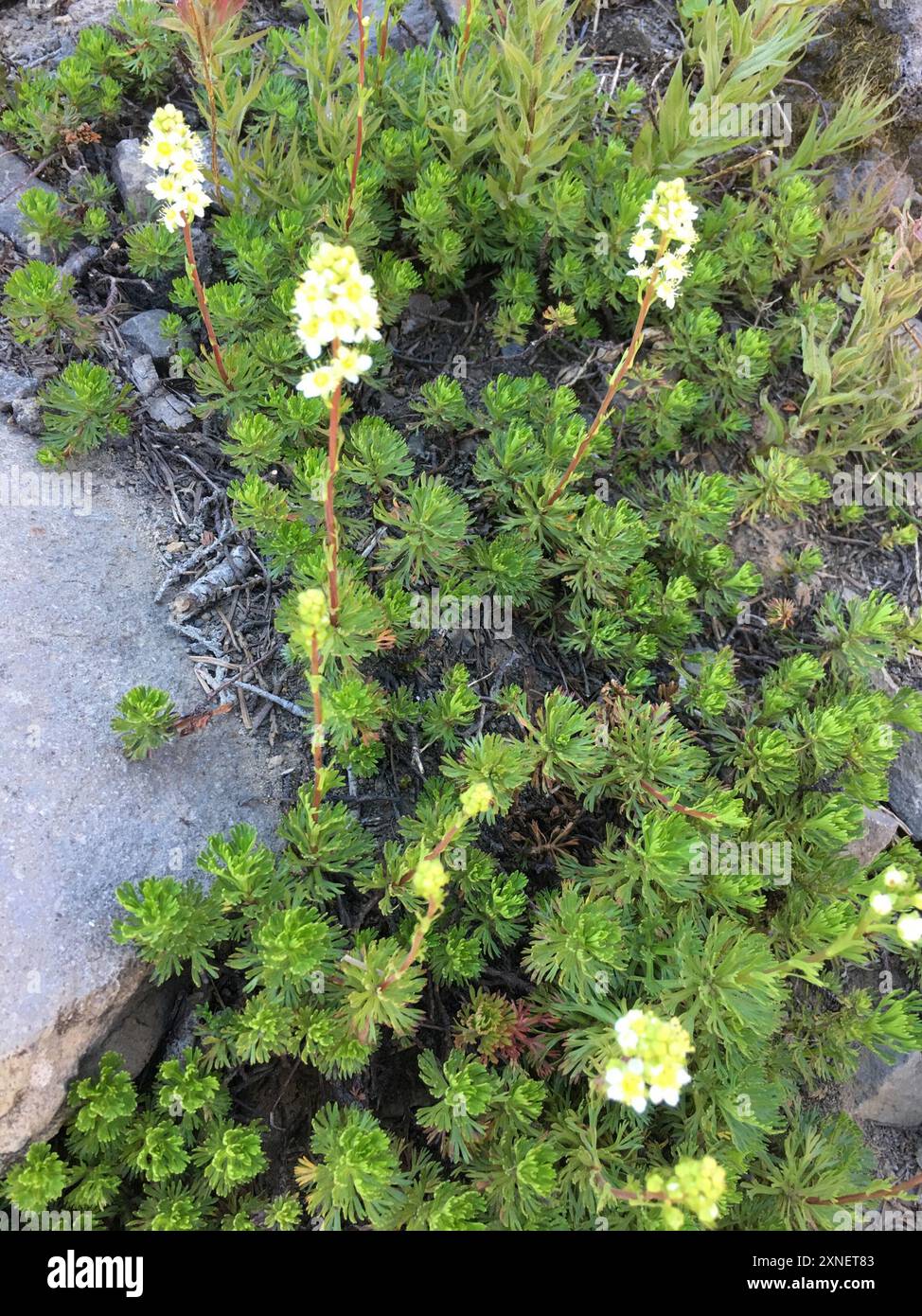 Partridgefoot (Luetkea pectinata) Plantae Stock Photo - Alamy
