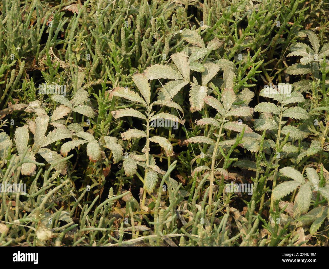 common silverweed (Argentina anserina) Plantae Stock Photo - Alamy