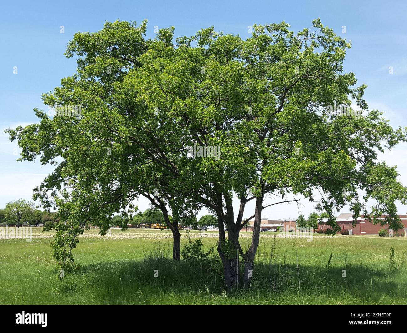 sugar hackberry (Celtis laevigata) Plantae Stock Photo - Alamy