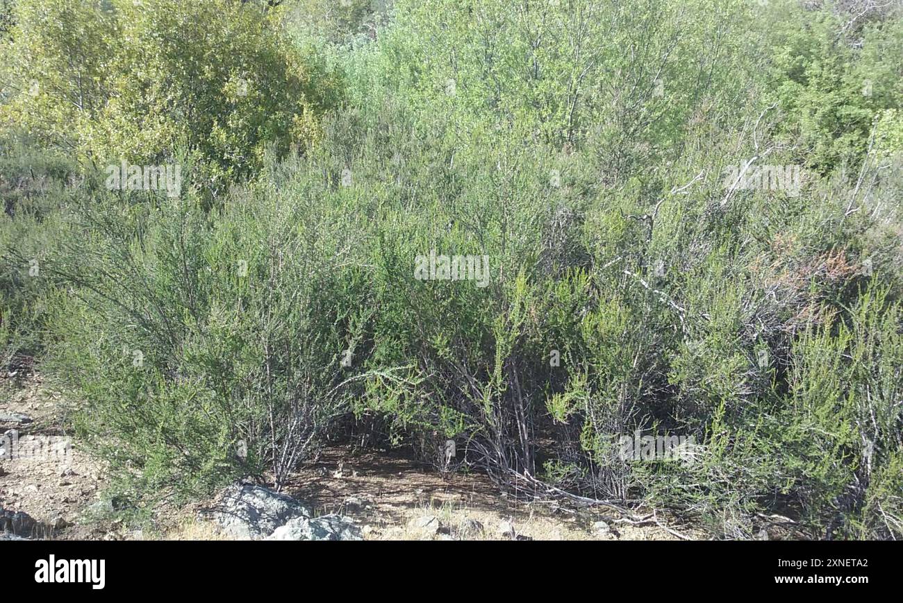 chamise (Adenostoma fasciculatum) Plantae Stock Photo - Alamy