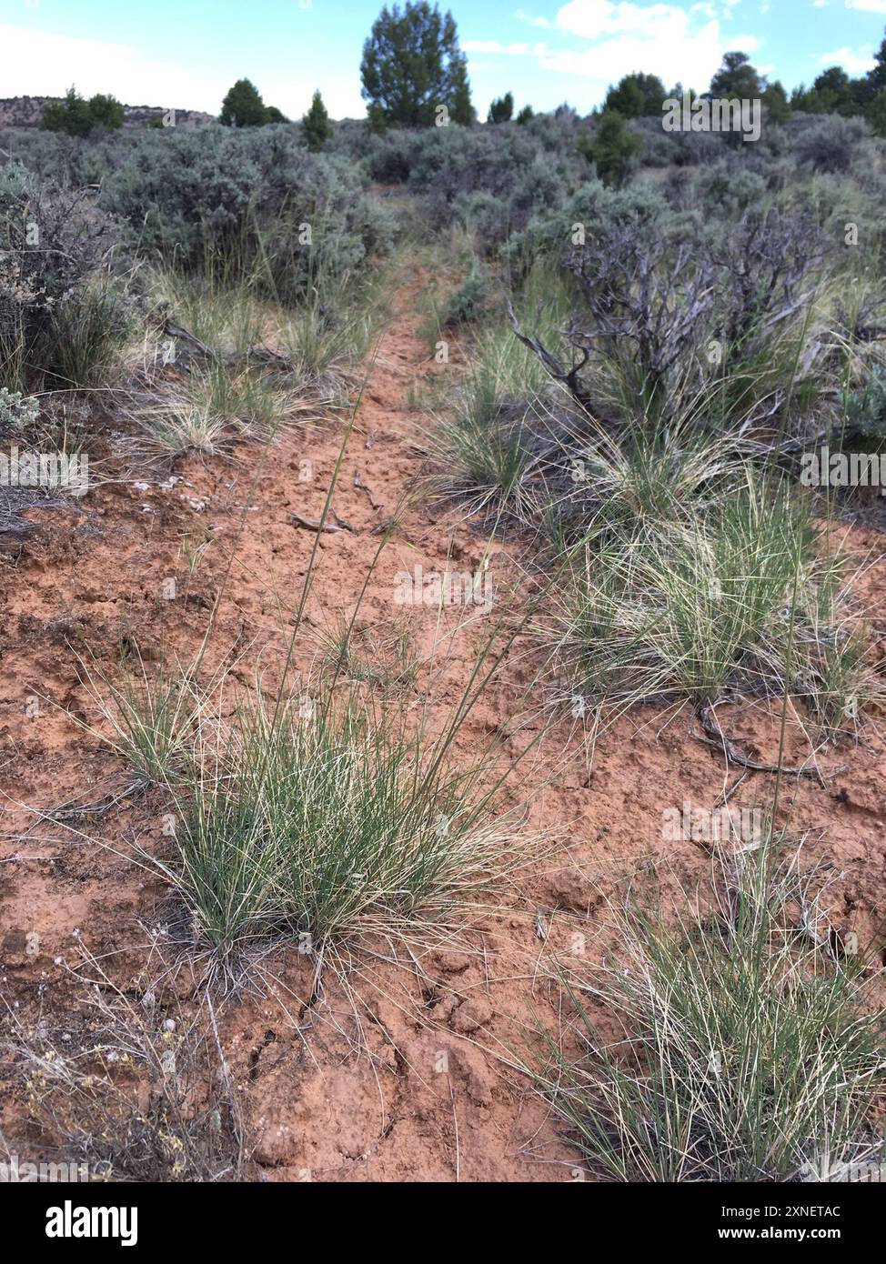 Needle-and-thread Grass (Hesperostipa comata) Plantae Stock Photo - Alamy
