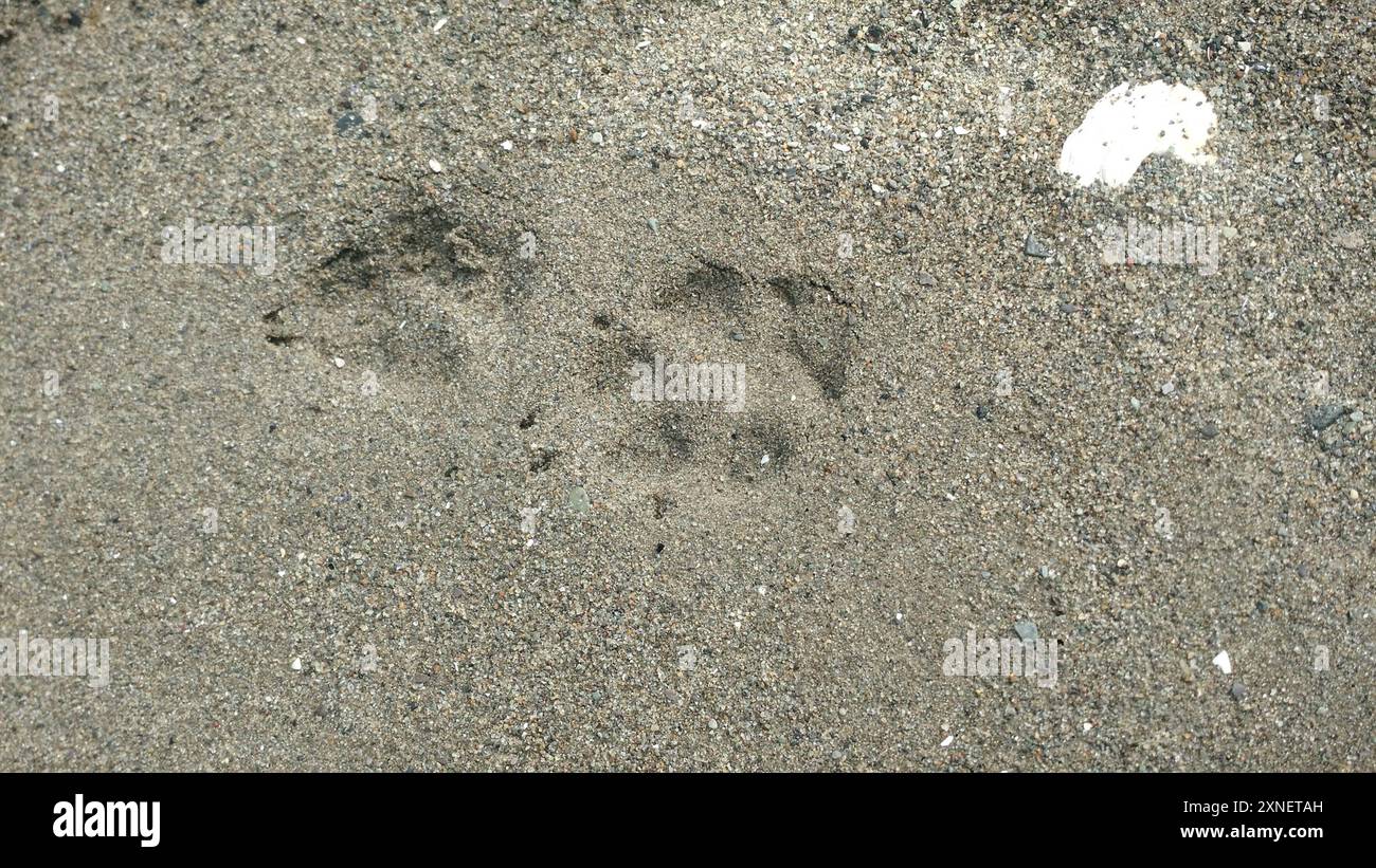 Coyote (Canis latrans) Mammalia Stock Photo - Alamy