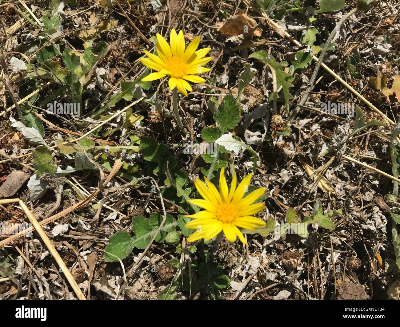 Prostrate Capeweed (Arctotheca prostrata) Plantae Stock Photo - Alamy